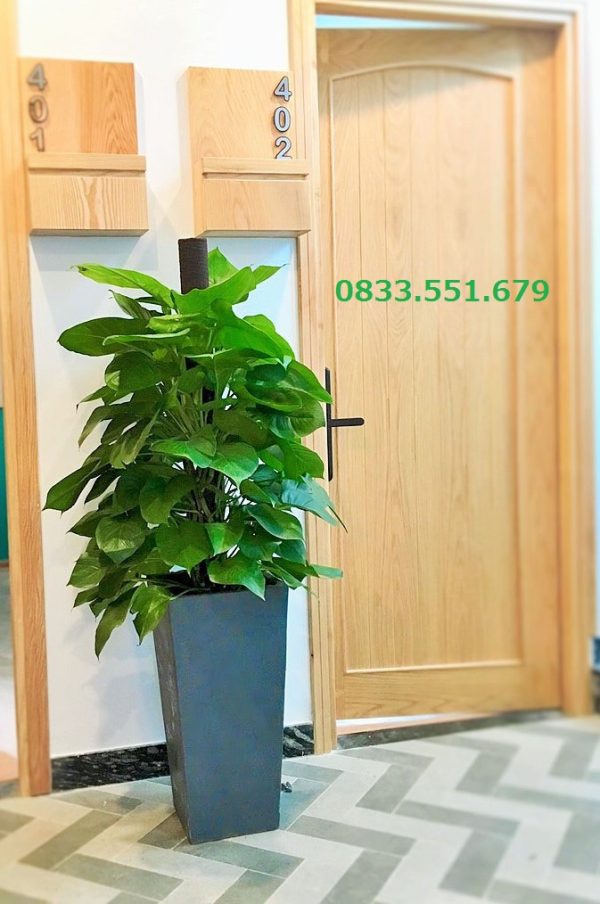Cây cảnh Đại Phú Gia - Trầu Bà Cột - Cây cảnh Đại Phú Gia