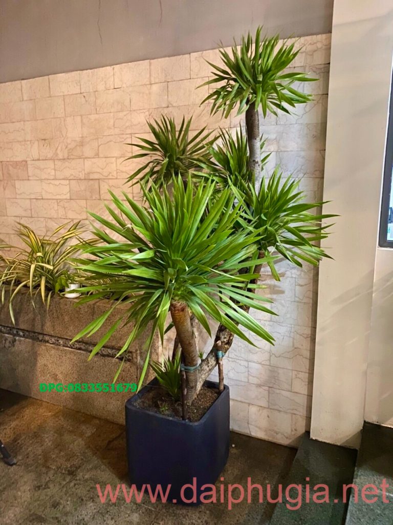 Cây cảnh Đại Phú Gia - Cây Phát Tài Núi - Cây cảnh Đại Phú Gia