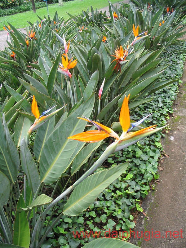 Cây cảnh Đại Phú Gia - Cây Hoa Thiên Điểu - Cây cảnh Đại Phú Gia